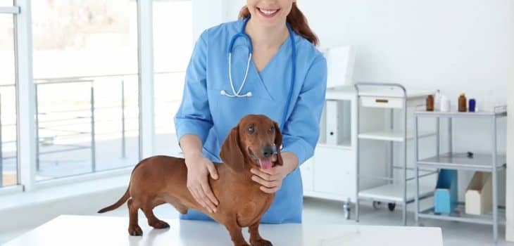 Dog Slipped Disc Recovery Without Surgery – Is It Possible And How ...
