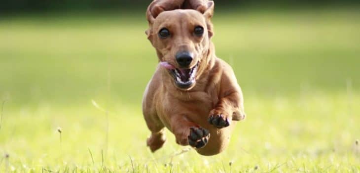 Dachshund Speed – Sprinters, Marathon Runners, Or Couch Potatoes ...