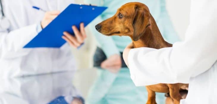 Dachshund Rash Under Armpit – Causes And Concerns – Sweet Dachshunds